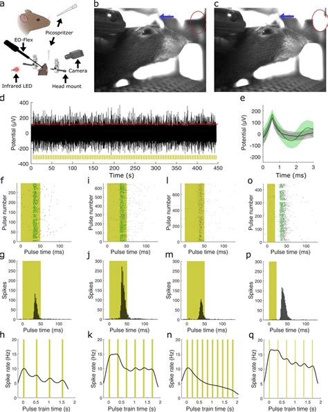 Measurement Of Whisker Stimulation Induced Sensory Activity In The Download Scientific Diagram