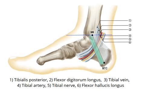 The Tarsal Tunnel Borders Contents Compression Teachmeanatomy
