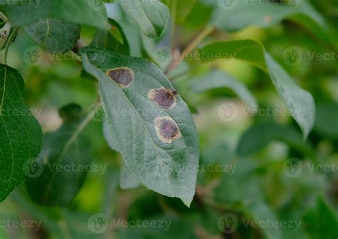 Apple Tree Branch With Green Leaves Affected By A Fungal Disease Rust Deficiency Or Excess Of