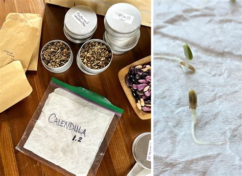 finch folly — seed viability and germination tests