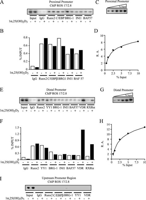Swisnf Complexes Bind To The Oc Promoter In Osteoblastic Cells