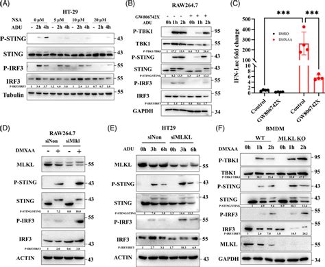 Inhibition Of Mlkl‐mediated Membrane Perturbation Restrains Sting Download Scientific Diagram