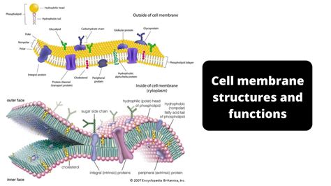 Staphylococcus Aureus Biology Notes Online