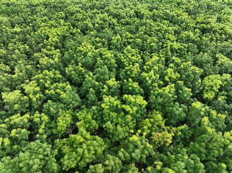 Premium Photo Aerial Top View Of Green Forest Drone View Of Dense Green Trees In The Forest