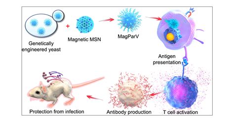Virus Like Magnetic Mesoporous Silica Particles As A Universal