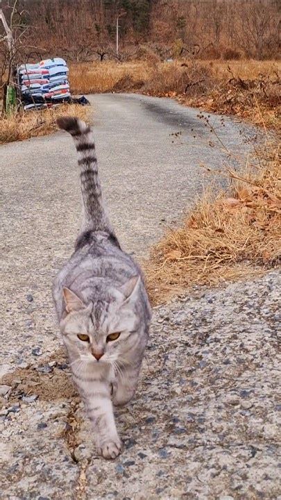 지팡이 꼬리 동네 산책 고양이 Youtube