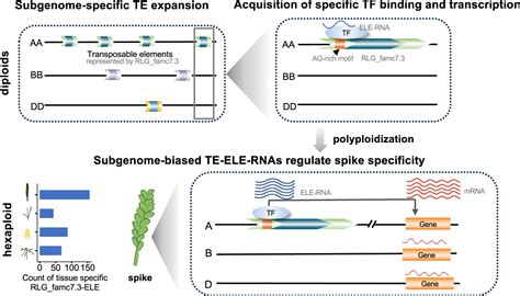 Evolution Of Transposable Element Initiated Enhancer Like Elements Generates Subgenome Biased