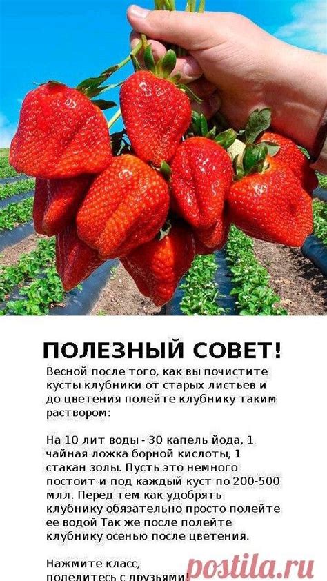 сад огород подкормка в 2024 г Кусты клубники Идеи посадки растений Огород