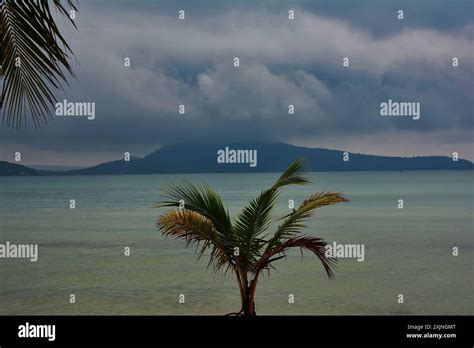 Nipa Palm Growing In Sand On Beach Cambodia Stock Photo Alamy