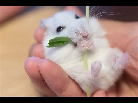 Really Cute Hamsters