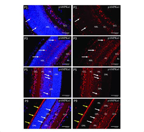 Confocal Micrographs Of Postnatal Mouse Retina Immunostained For