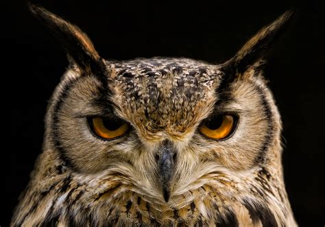 50 000 Free Flying Eagle Owl And Owl Images Pixabay