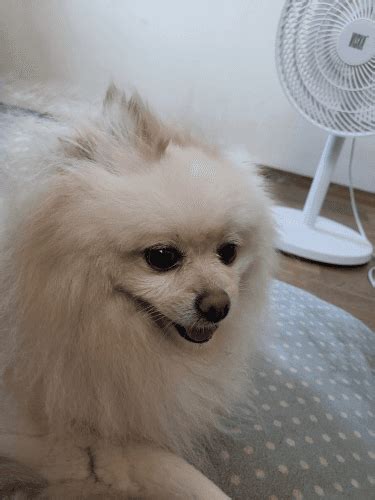 뻐꾹이 포스타입 채널