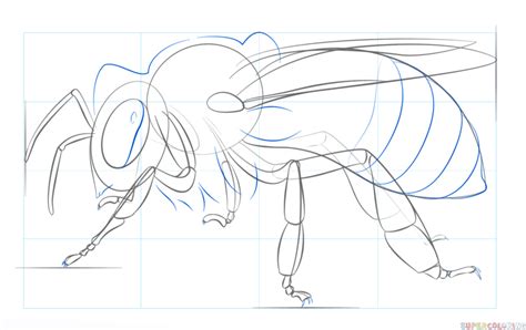 How To Draw A Honey Bee Step By Step Drawing Tutorials
