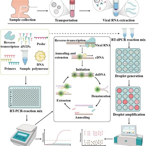 Schematic Representation Of Rt Pcr And Rt Dpcr Procedures Used To