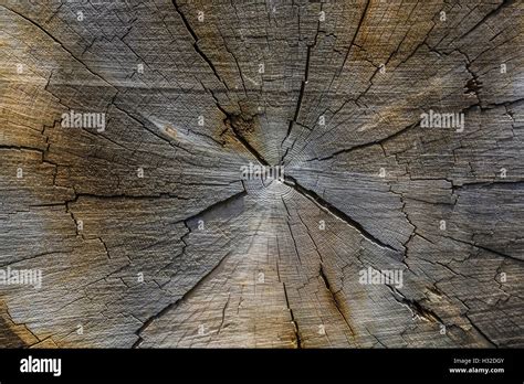 Tree Cross Section Hi Res Stock Photography And Images Alamy