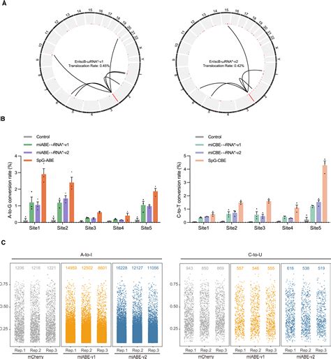 Engineered Iscb ωrna System With Improved Base Editing Efficiency For
