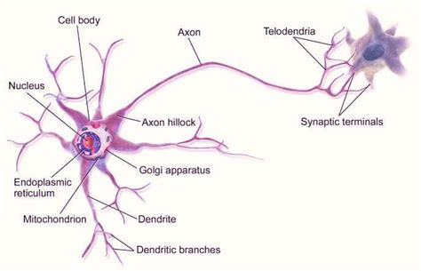 What Is The Main Function Of The Human Nerve Cells