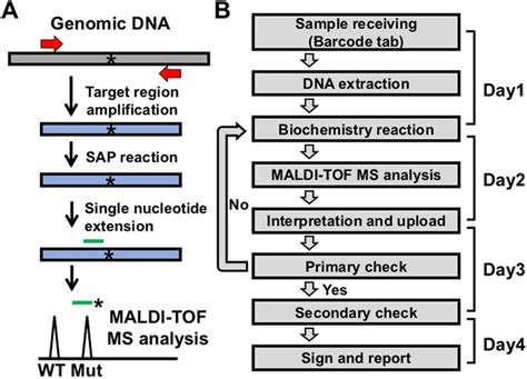 Schematic Presentation Of The Principle Of Mutation Detection By Download Scientific Diagram