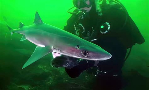 Spiny Dogfish Shark Science Requins