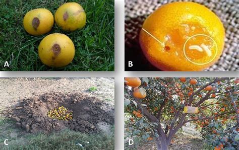 Fruits Having Maggots Inside The Fruit Pulp A And Spoiled Citrus Download Scientific Diagram