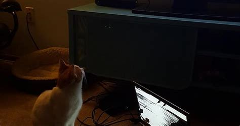 While Updating Your Itunes I Managed To Get That Bug Off Your Screen Too Mr Finn Album On