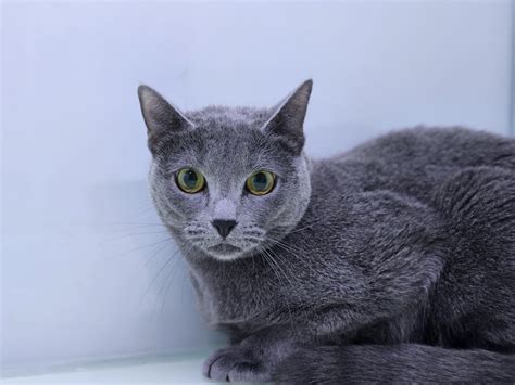 러시안블루 실버 푸숑책임분양 노르웨이숲책임분양 데본렉스책임분양 뱅갈책임분양 샴책임분양 셀커크렉스책임분양 스핑크스책임분양 아메리칸숏헤어책임분양 아메리칸컬책임분양 아비시니안책임