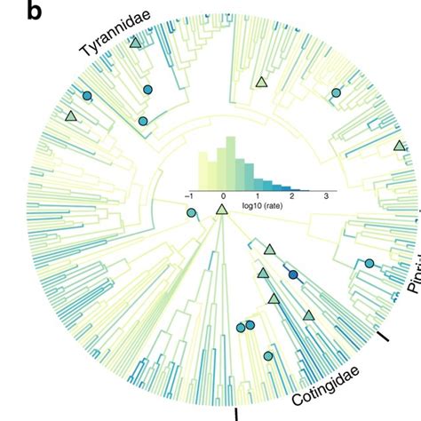Sex Specific Rate Variation In Plumage Colour Evolution Across The