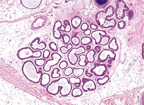 Apocrine Gland