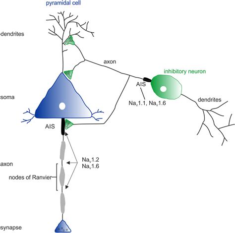 Novel Treatment Approaches And Pediatric Research Networks In Status Epilepticus Epilepsy