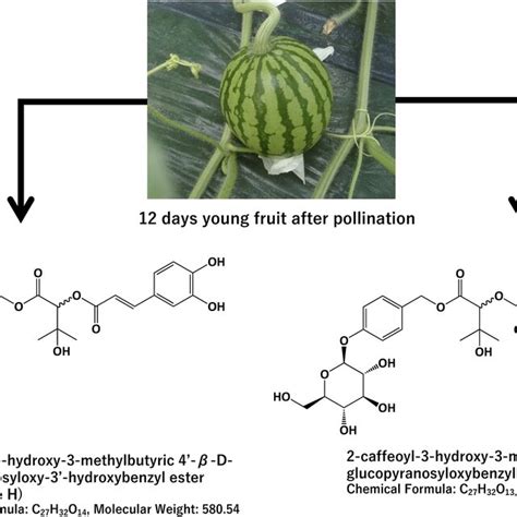 Appearance of young watermelon (Citrullus lanatus) and chemical... | Download Scientific Diagram