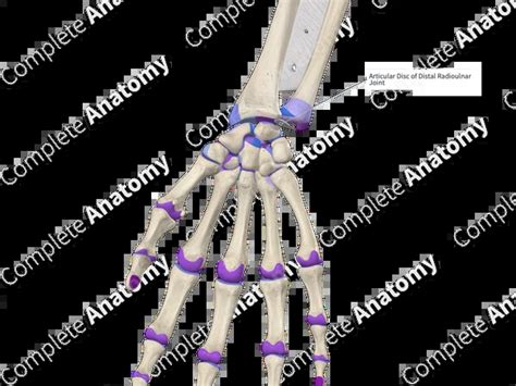 Articular Disc Of Distal Radioulnar Joint Complete Anatomy