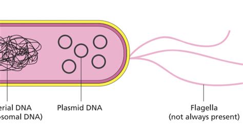 8 Key Differences Between Plasmid DNA And Chromosomal DNA CBSE Class Notes Online Classnotes123