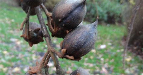 Oog Voor De Natuur Vruchten Van De Anna Paulownaboom Zie Ook 24 December 2014 Voor De