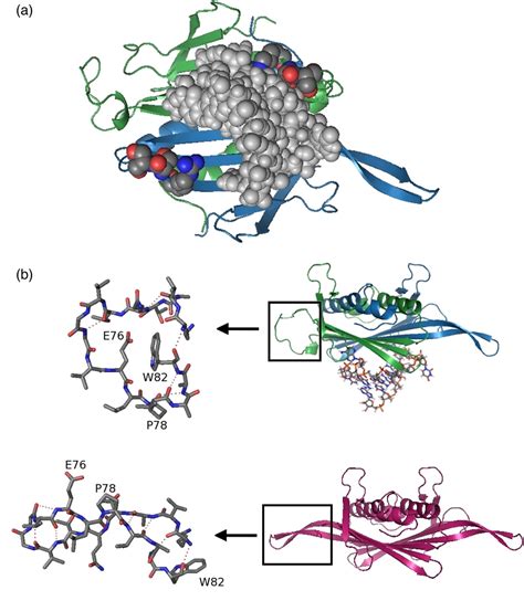 Describe A Protein Coat At Jada Avitia Blog