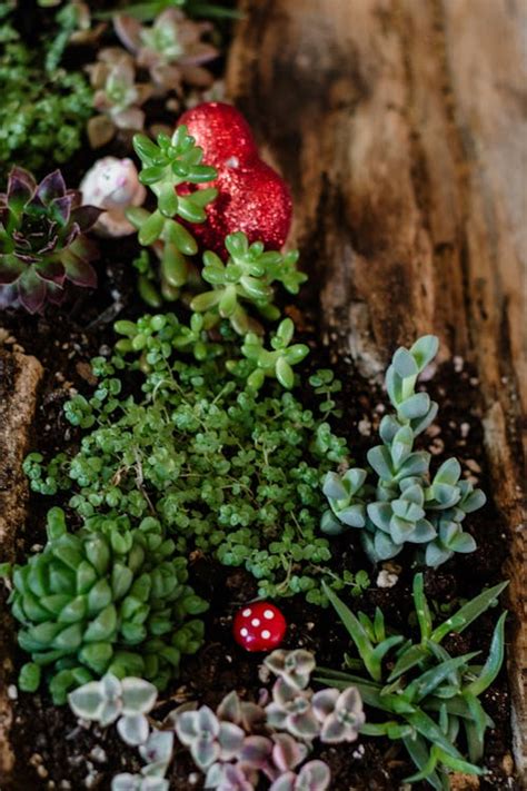 가정 원예 거친 녹색 녹색 식물 녹지 다육식물 다육식물 관리 다육식물 배열 땅 러스틱 리프 텍스처 미니어처 정원 바이오필리아 빨간 버섯 선명한 색상