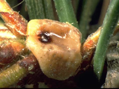 Irregular Pine Scale