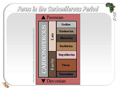 Ppt Ferns In The Carboniferous Period Powerpoint Presentation Free Download Id 416664