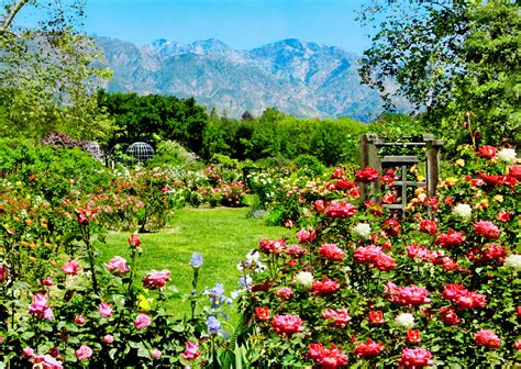 Descanso Gardens Rose Garden Postcard Authentic Cards Inc