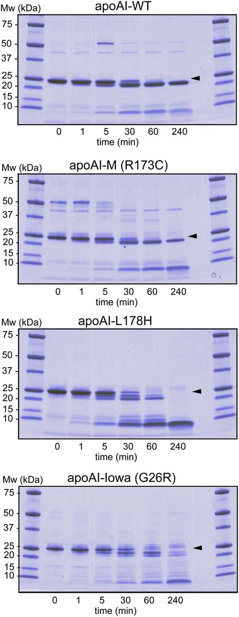 Apoa I Proteins 03 Mgml Were Incubated With Chymotrypsin At 37°c Download Scientific