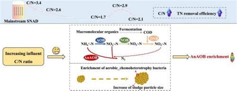 提高碳氮比促进主流厌氧氨氧化系统中厌氧氨氧化细菌的富集和高级脱氮 Bioresource Technology X Mol
