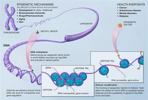 Chromatin Antibody Make Sure You Know Your Labs Updated