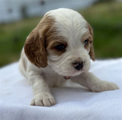 Cockalier Puppies