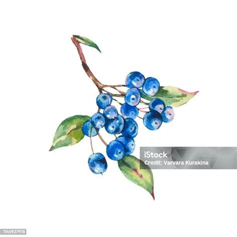 블루베리의 수채화 여름 숲 무리입니다 식물 자연 인사말 카드 과일에 대한 스톡 벡터 아트 및 기타 이미지 과일 그리기