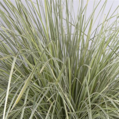 Platinum Beauty Lomandra Shop Plants By Mail