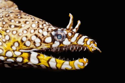 Download Stunning Close Up Of A Moray Eel Wallpaper