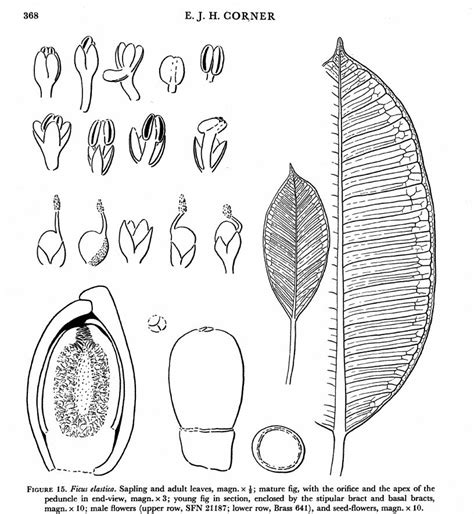 Ficus Elastica Taxonomy The Figs Of Borneo