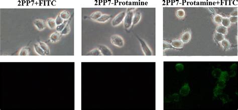 Cell Penetrating Ability Of Pp7 Vlps Carrying The Lmwp Peptide Strong