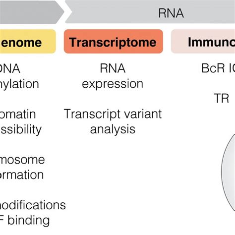Multi Modal Profiling Scs Methods Can Detect Alterations Across Download Scientific Diagram