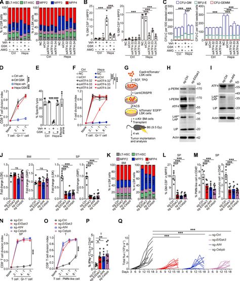Perk Atf4 Cebpβ Signaling Reprograms Splenic Lsk Cells To Support